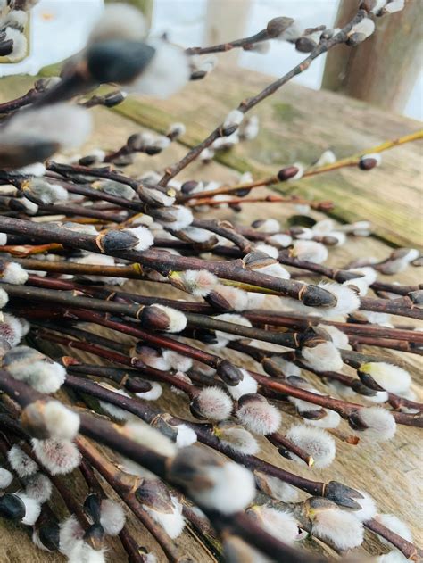 Pussy Willow Bundle Etsy