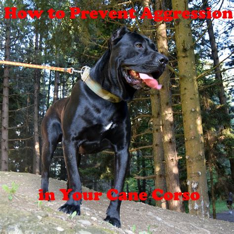 How To Prevent Aggression In Your Cane Corso Pethelpful