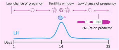 How Ovulation Predictor Kits Work
