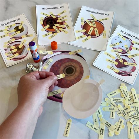 Anatomy Human Eye Model Full Color Anatomically Correct 2d Dissectio