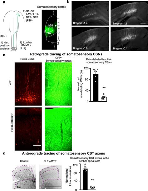 Efficiency Of Somatosensory Csn Ablation By P14 Intraspinal