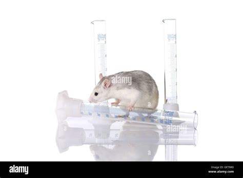 Laboratory Rat Hi Res Stock Photography And Images Alamy