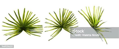 열대 잎 벡터 녹색 야자 잎 손으로 그린 이국적인 식물의 실루엣입니다 흰색 배경에 격리된 식물 요소 여름 단풍 하와이 수채화 벡터 열대 나뭇잎 빈티지 팜 0명에 대한 스톡