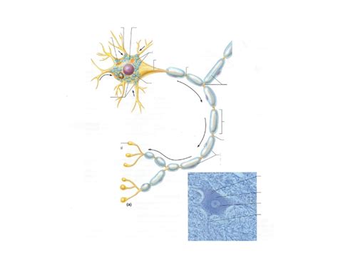 Structure Of Typical Motor Neuron Quiz