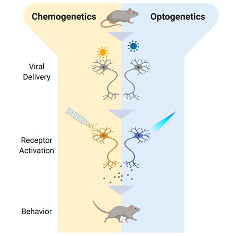 Chemogenetics Vs Optogenetics Which Method Should I Choose