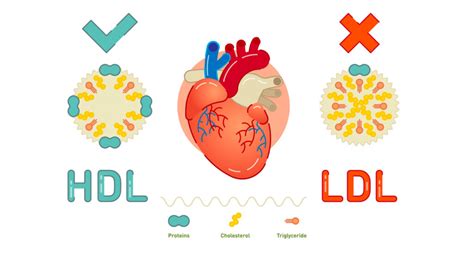 The Difference Between Ldl And Hdl Cholesterol