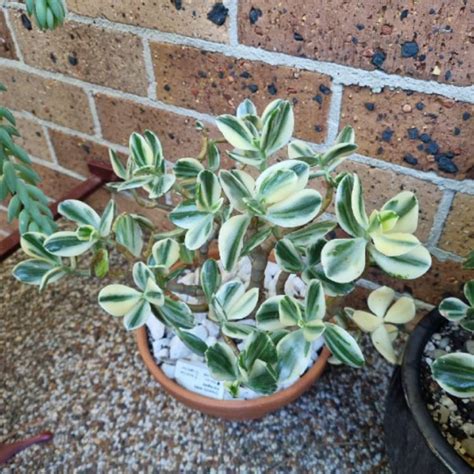 Crassula Ovata Tricolor Crassula Ovata Variegata Uploaded By Rikkie