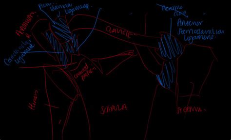 MSK Anatomy Flashcards Quizlet