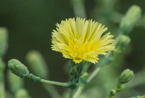 Lactuca Sativa Butterhead Butterheads Cos Head Lettuce Lactuca Leaf Lettuce Lettuce