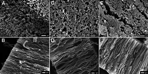 Sio 2 Nanorods Grown At The Anode A And B Without Applied Voltage