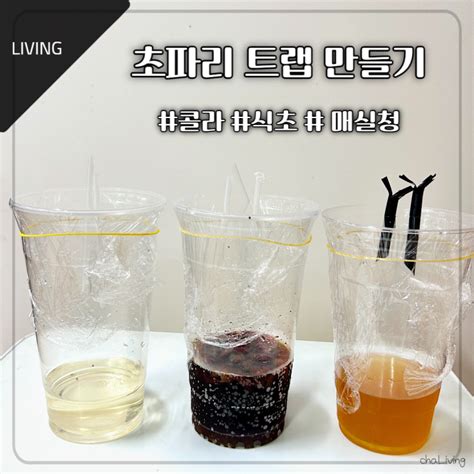 초파리 생기는 이유를 알고 초파리 없애는 법 콜라 식초 이용한 트랩 만들기 네이버 블로그