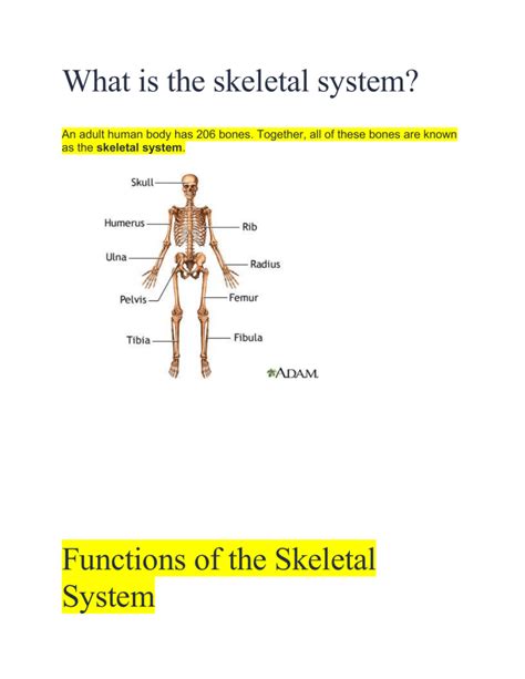 Skeletal System Functions And Bones