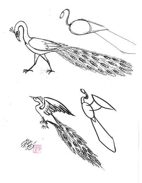 Draw A Peacock 3 By Diana Huang On Deviantart