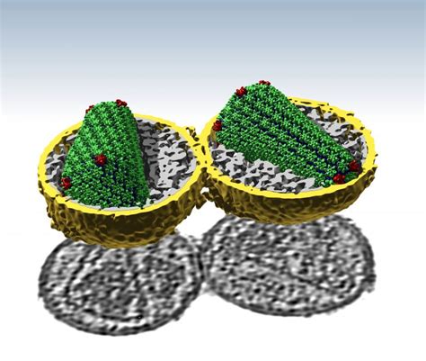 Structure Of Hiv Capsid Within Virus Visualised Embl