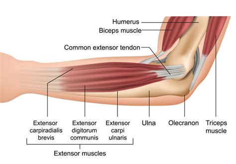 Forearm Extensor Anatomy Locating The Extensors Of The Wrist And