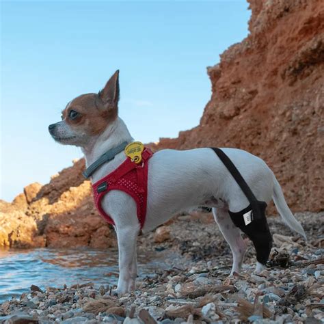 Chihuahua Luxating Patella Dog Brace Crawlpaw