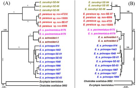 The Bayesian Tree A And The Ml Tree B Based On The Concatenated