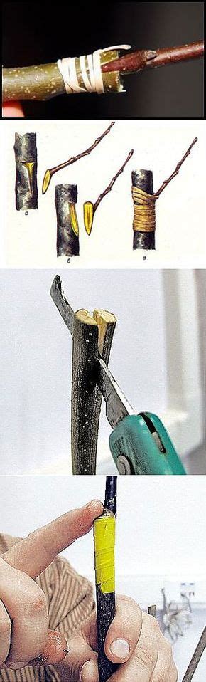 Для дома и дачи Огород Выращивание фруктовых деревьев Садовые деревья