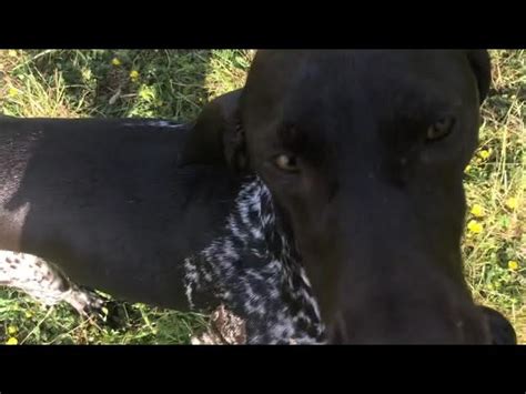 German Pointer Dalmation Mix