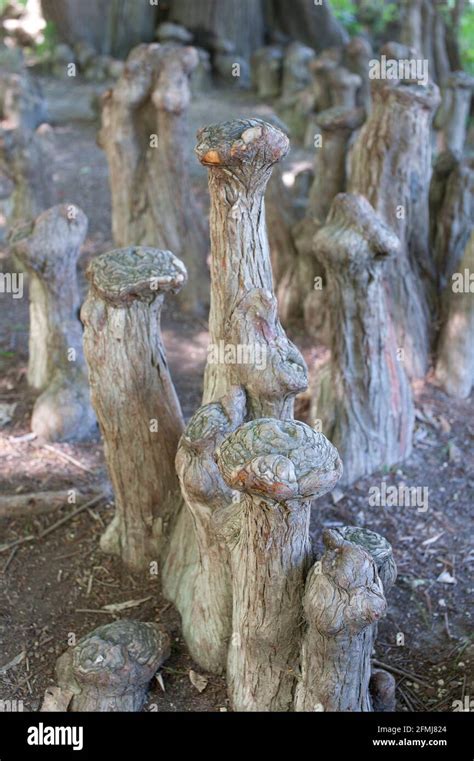 Protruding Tree Roots Stock Photo Alamy
