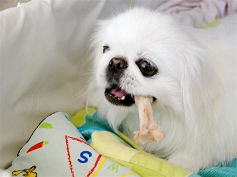 狗狗吃骨头吐了怎么办？骨头卡在狗狗喉咙怎么办？