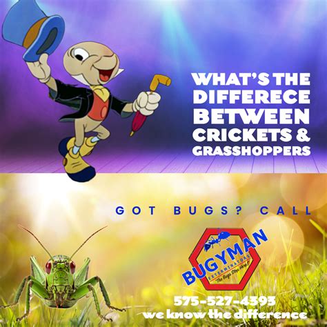 Cricket Vs Grasshopper Showdown Whos The Pestiest Of Them All