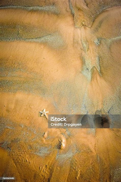 세부 사항에서 모래가 인도의 동쪽 해안 근처 의 해변에서 매우 눈길을 끄는 패턴을 만든 바다 해안의 모래에 누워 하나의 별 물고기 2월에 대한 스톡 사진 및 기타 이미지