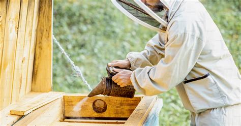 양봉장에서 꿀벌 흡연자와 함께 꿀벌을 피우는 양봉가 사진 Unsplash의 양봉장 이미지