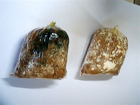 Mushroom Disease Object Detection Model By Mushroomdisease