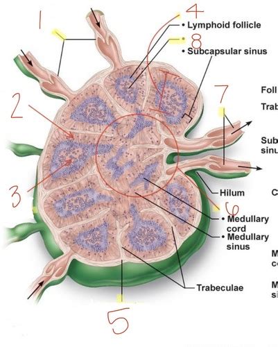 A P Lymphatic Lab Quiz Flashcards Quizlet