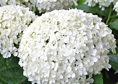 白い紫陽花アナベルの色の変化は他の紫陽花とは理由が異なるしかも他にも違いがあるようで