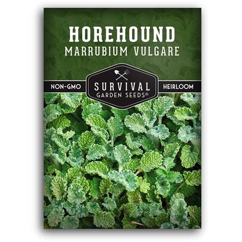 White Horehound Seed Marrubium Survivalgardenseeds