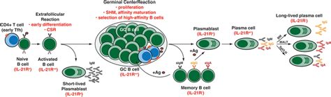 T‐cell Dependent B‐cell Activation And Differentiation In Secondary Download Scientific