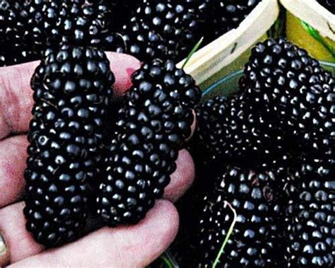 Як легко відмити сліди шовковиці з рук та обличчя пять ефективних способів Читайте на Ukr Net