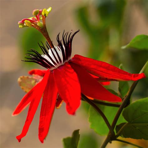 Passiflora Scarlet Flame Red Passion Flower Passion Vine Plant Scarlet Flame Easy To Grow