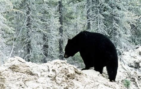 Do Bears Really Hibernate Bearwise