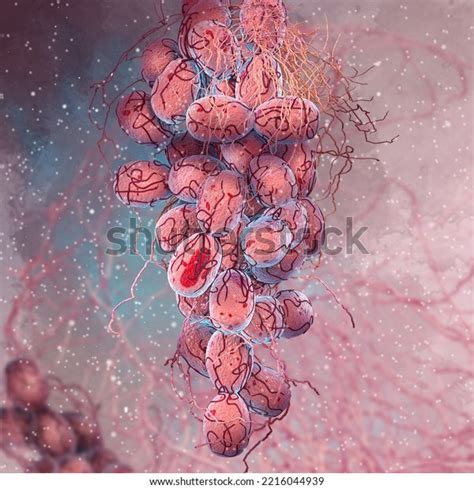 Medical Background Escherichia Coli Gramnegative Rodshaped Stock