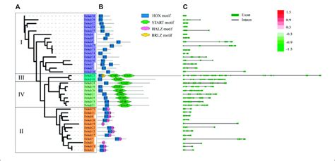 Phylogenetic Relationships A Conserved Motif Compositions B And Download Scientific