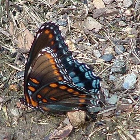 What Colors Color Photography Insects