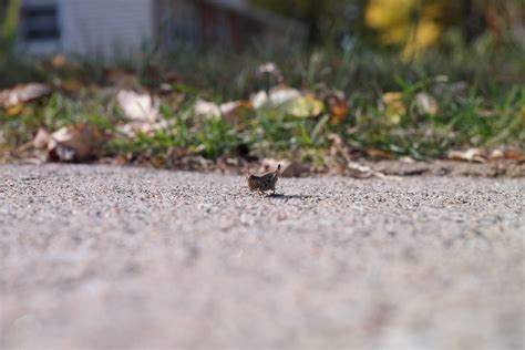 Slice With Grasshopper By Ttbek On Deviantart