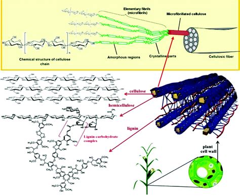 Cellulose Fiber Structure
