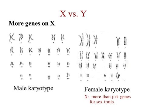 Xy Xx Chromosome