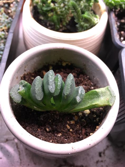 Baby H Truncata R Haworthia