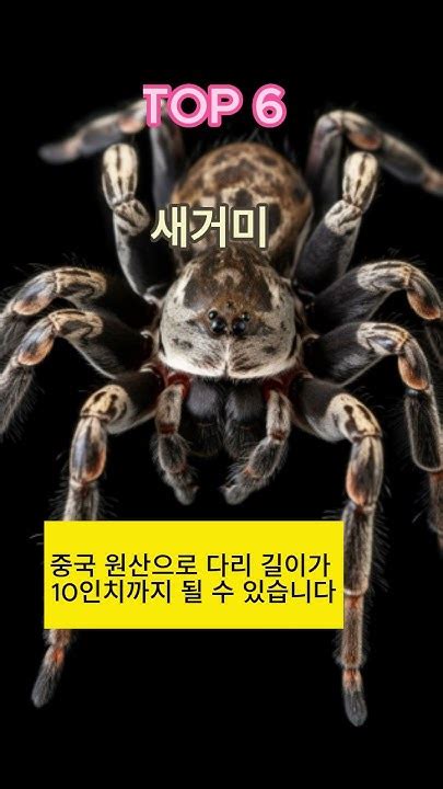 세계에서 가장 큰 거미 Top 10 Shorts Youtube