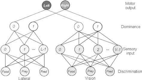 Network Architecture Of An E Boid Showing The Lateral Line Input Units