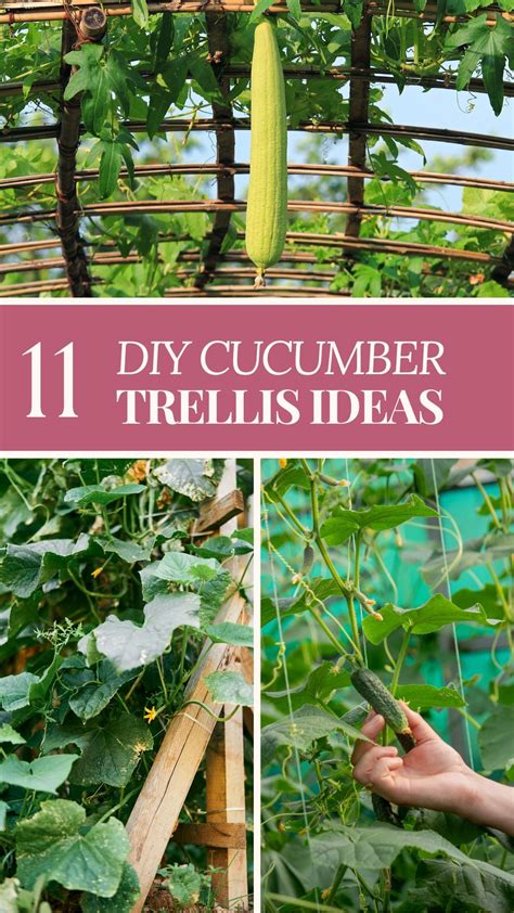11 Creative Diy Cucumber Trellis Ideas To Elevate Your Garden【2024】