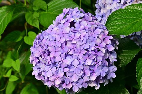 Rayfact Mj 90mm F4 4