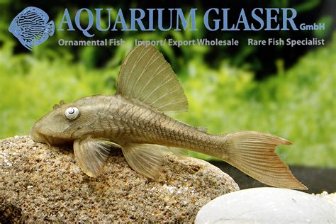 L137 Hypostomus Soniae Cochliodon Soniae Aquarium Glaser Gmbh