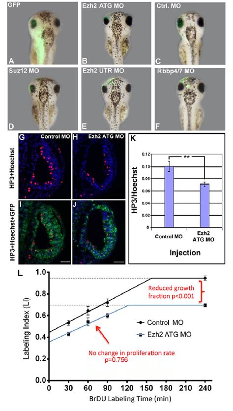 Inhibition Of Prc2 Function Negatively Affects Retinal Proliferation