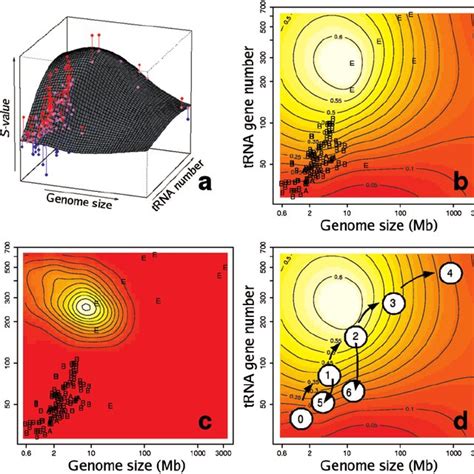 Pdf Solving The Riddle Of Codon Usage Preferences A Test For Translational Selection